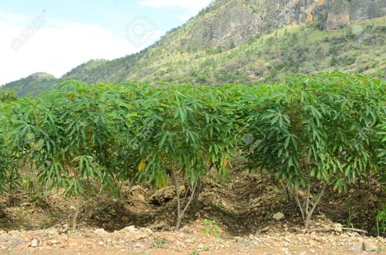 Como Plantar Mandioca em passos Fáceis – Sky Nerd