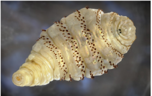 Como Tirar Berne: Causas, Sintomas e Tratamentos – Sky Nerd