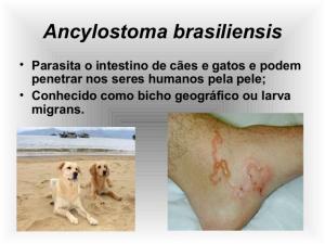 Bicho Geografico – Sintomas, Tratamento e Fotos – Sky Nerd
